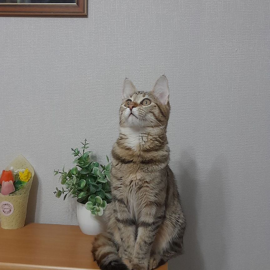 Шотландская прямоухая кошка