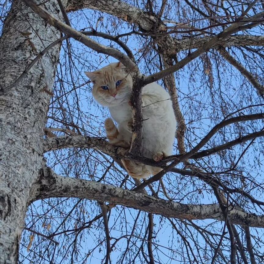 Кот