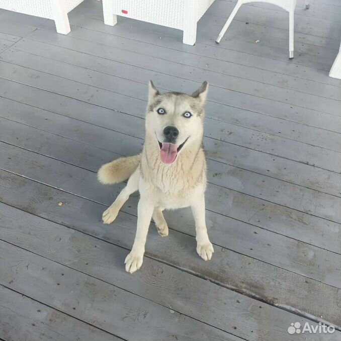 Лайка кто потерял