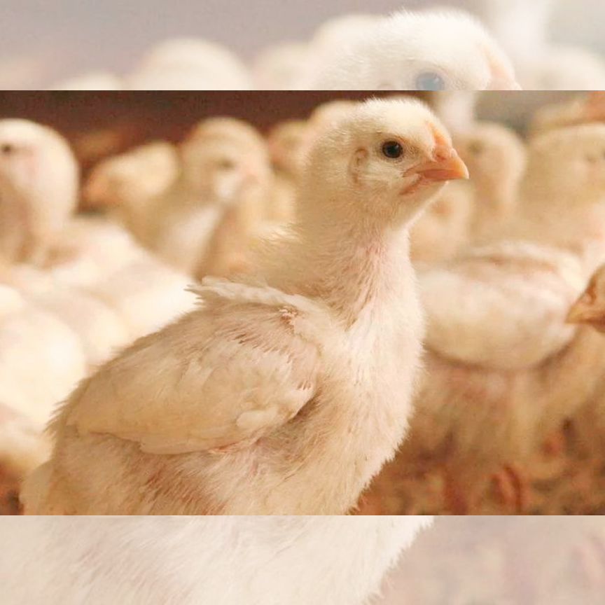 Бройлер подрощенный