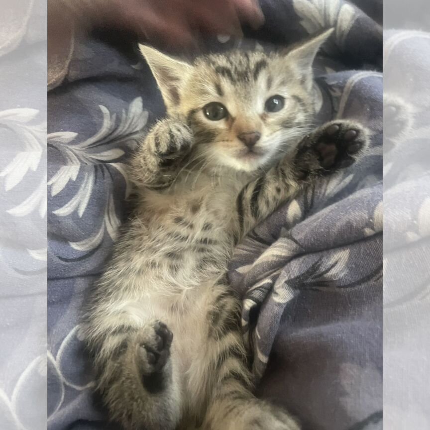 Котята в добрые руки даром