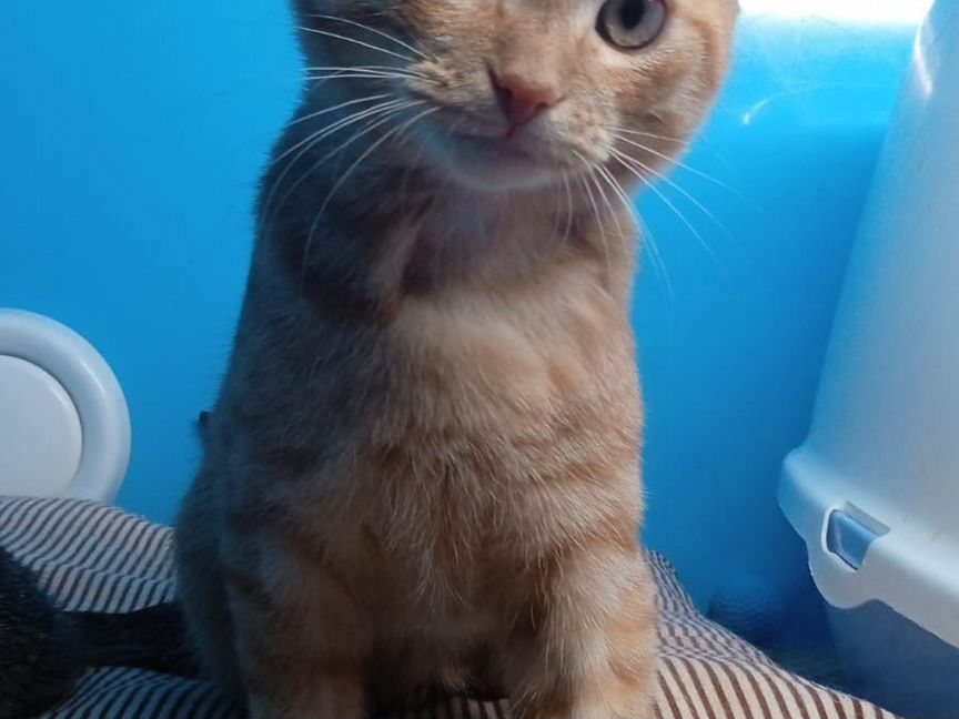 Рыжий котенок мальчик