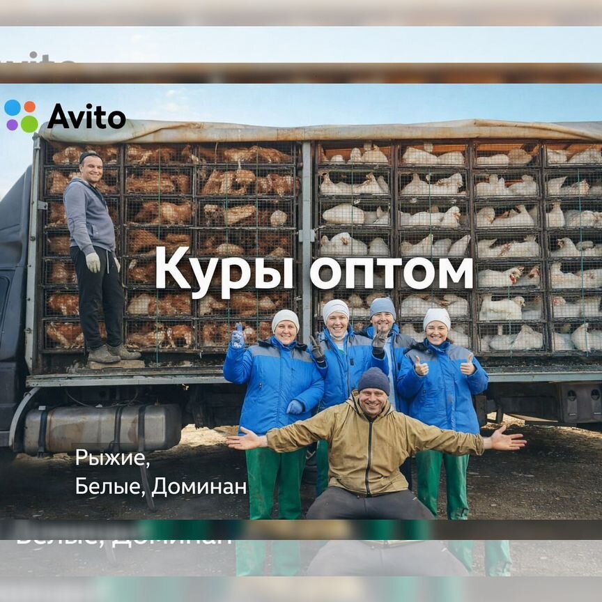 Куры молодки несушки с фабрики для оптовиков