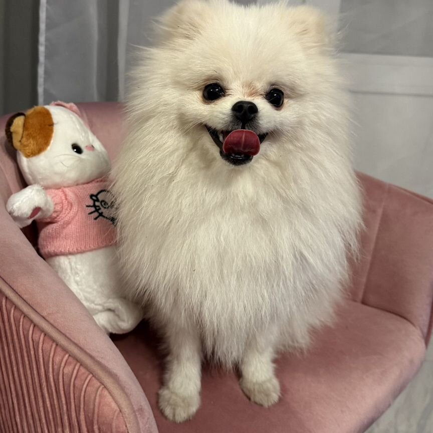 Немецкий шпиц, щенок