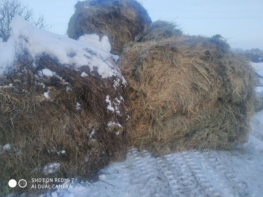 Сено в рулонах луговое прф 180
