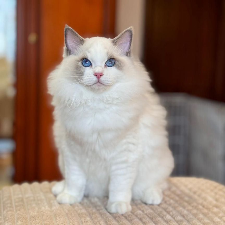 Котик блю биколор Рэгдолл