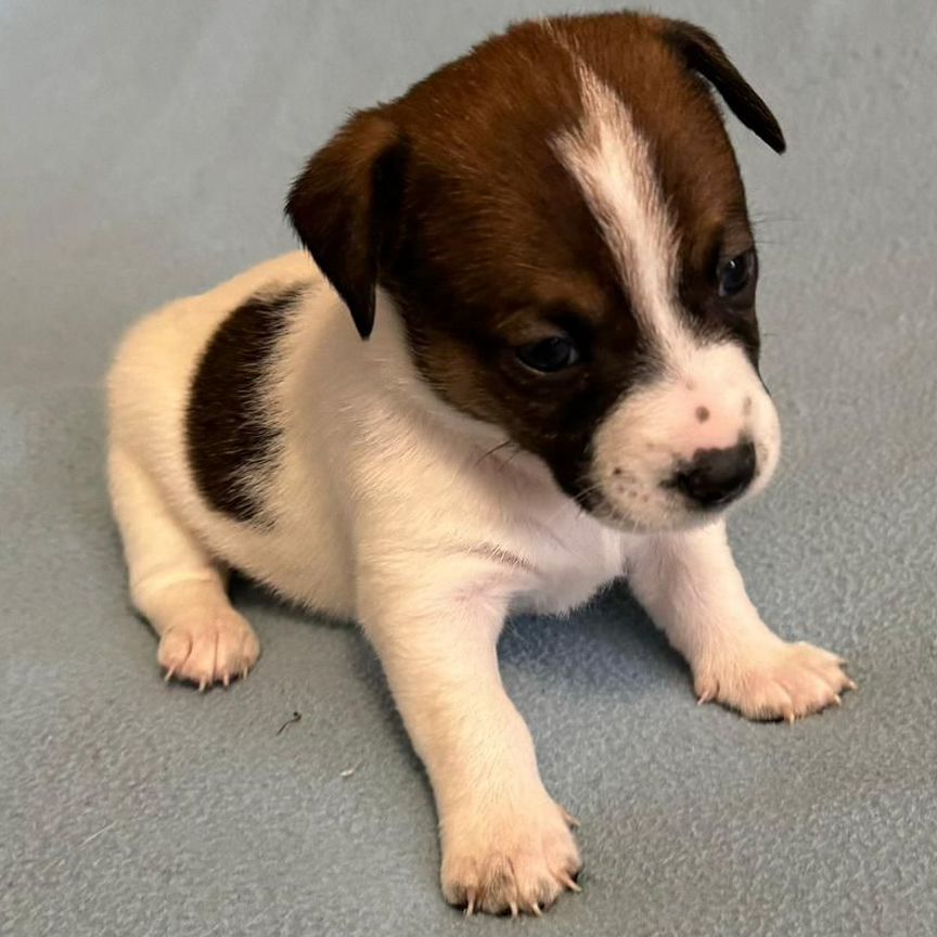 Щенки джек Рассел терьер