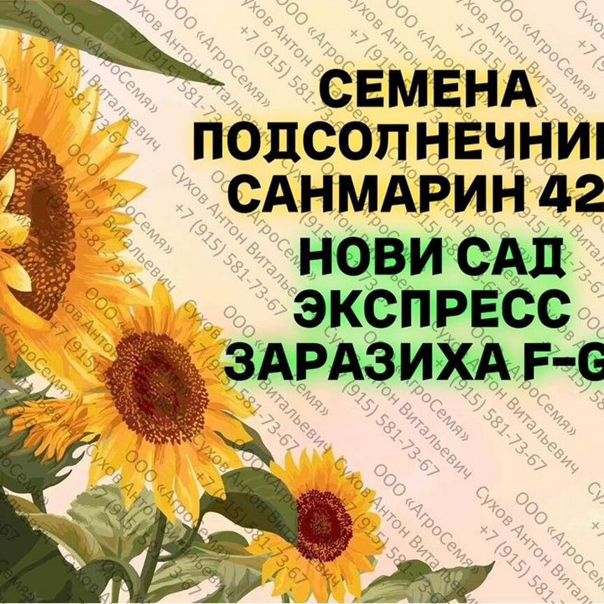 Семена гибрида подсолнечника санмарин 421
