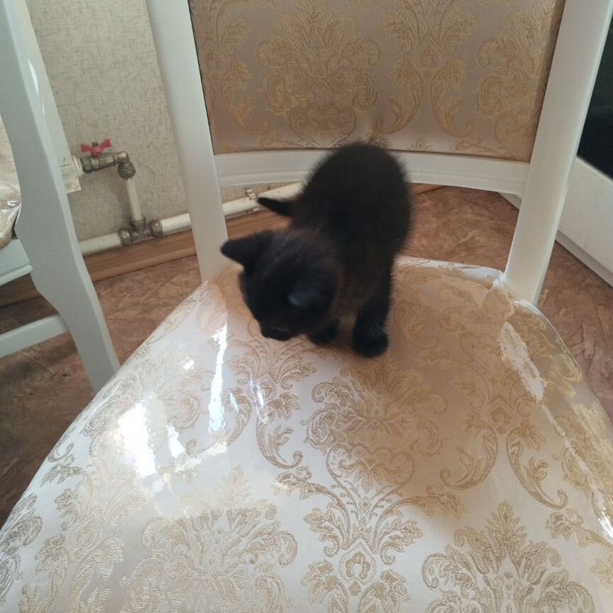 Отдам в добрые руки котëнка, папа вислоухий