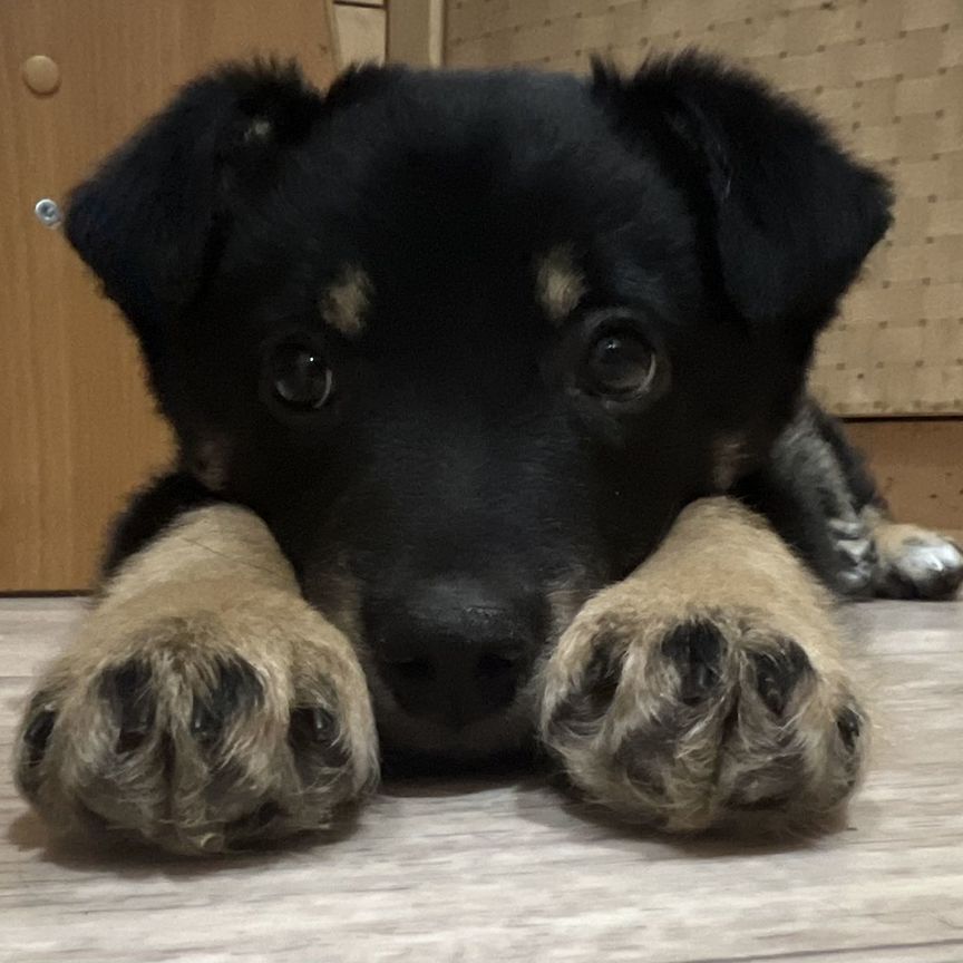 В самые добрые руки