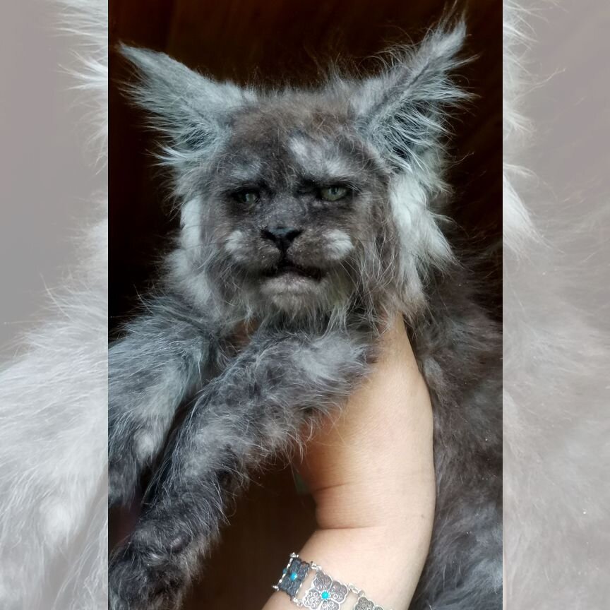Мейн-кун котёнок
