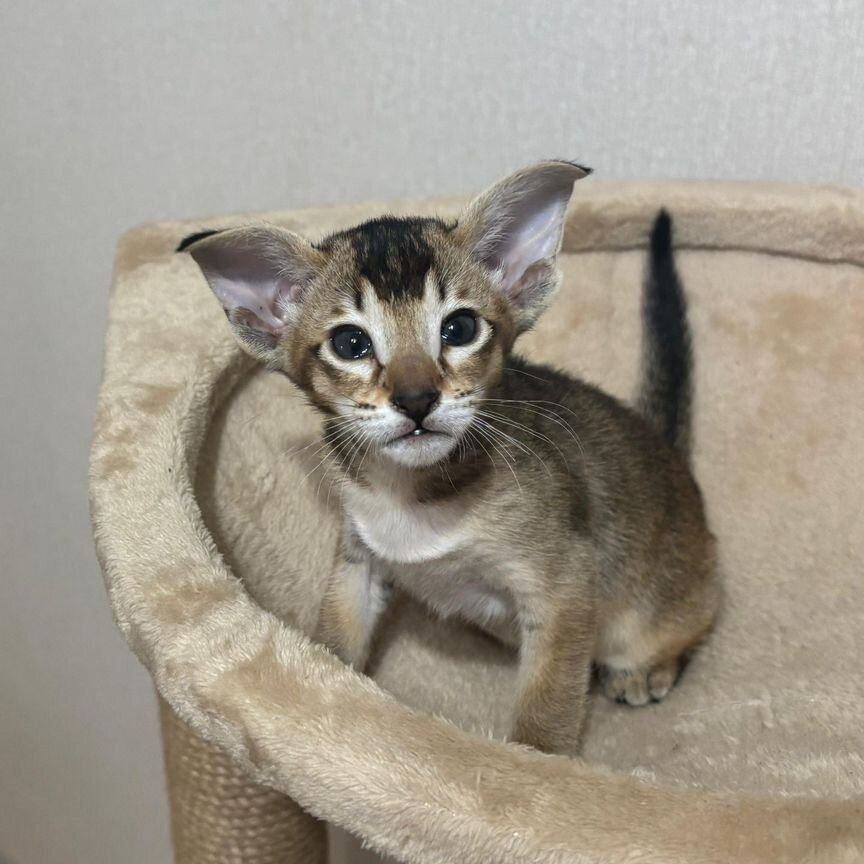 Ориентальный котенок мальчик