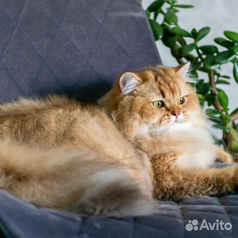 Британская кошка