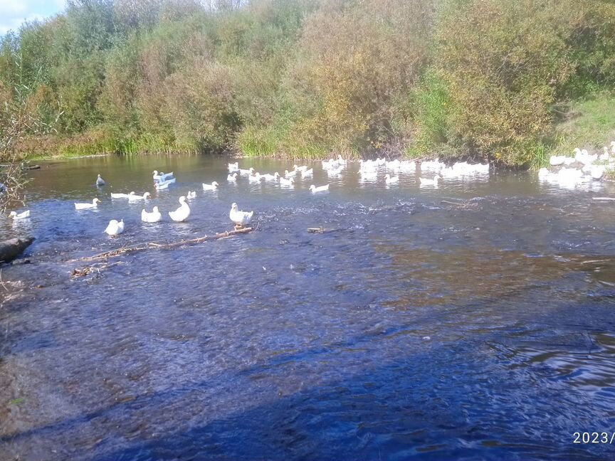 Продам мяса утка, бройлеры, индейка