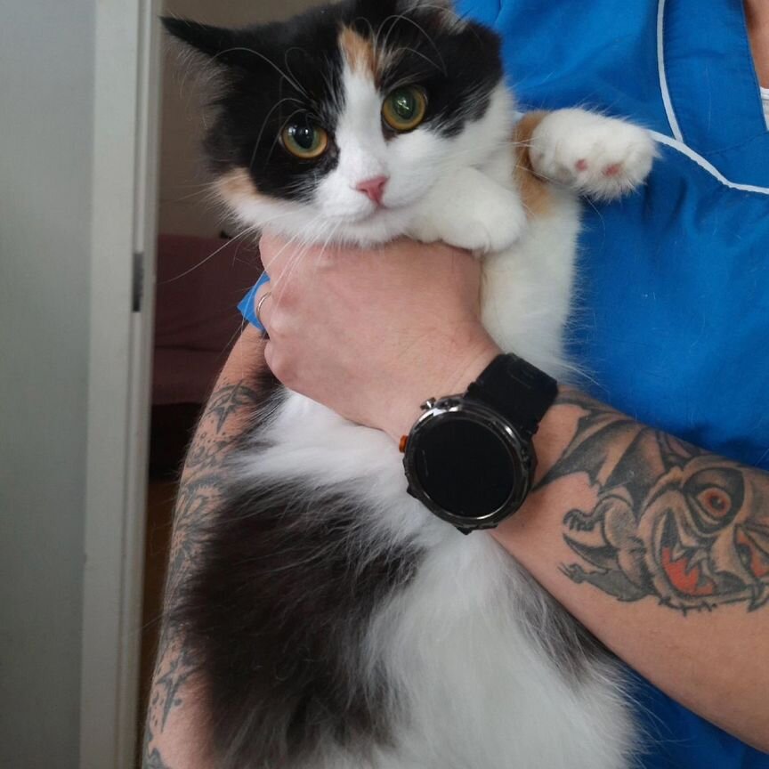 Найдена кошка