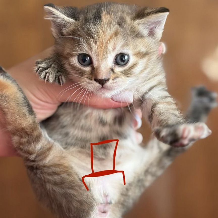 Котёнок в добрые руки