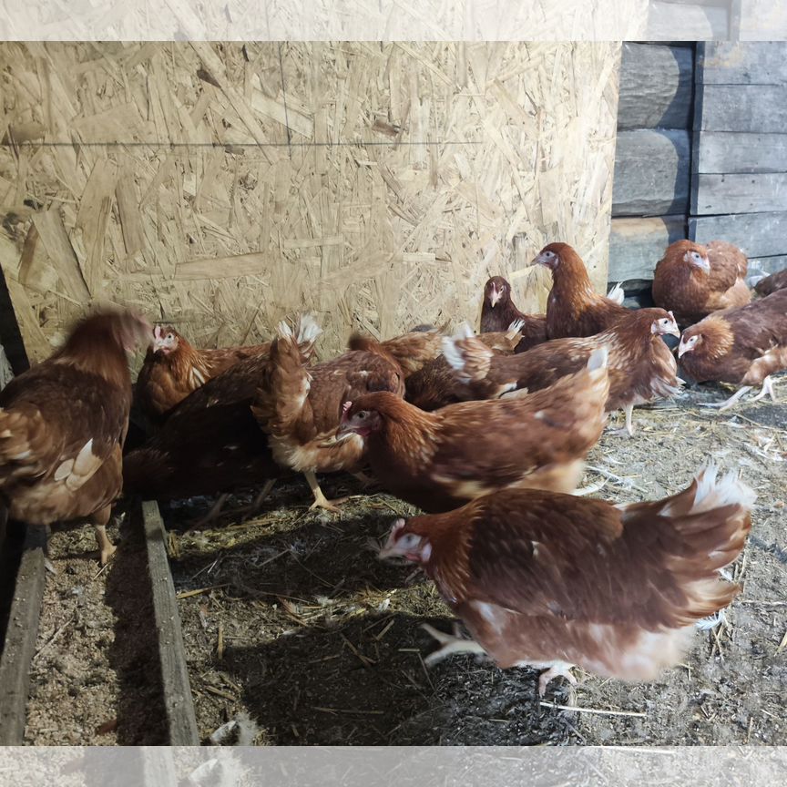 Курица молодка красная