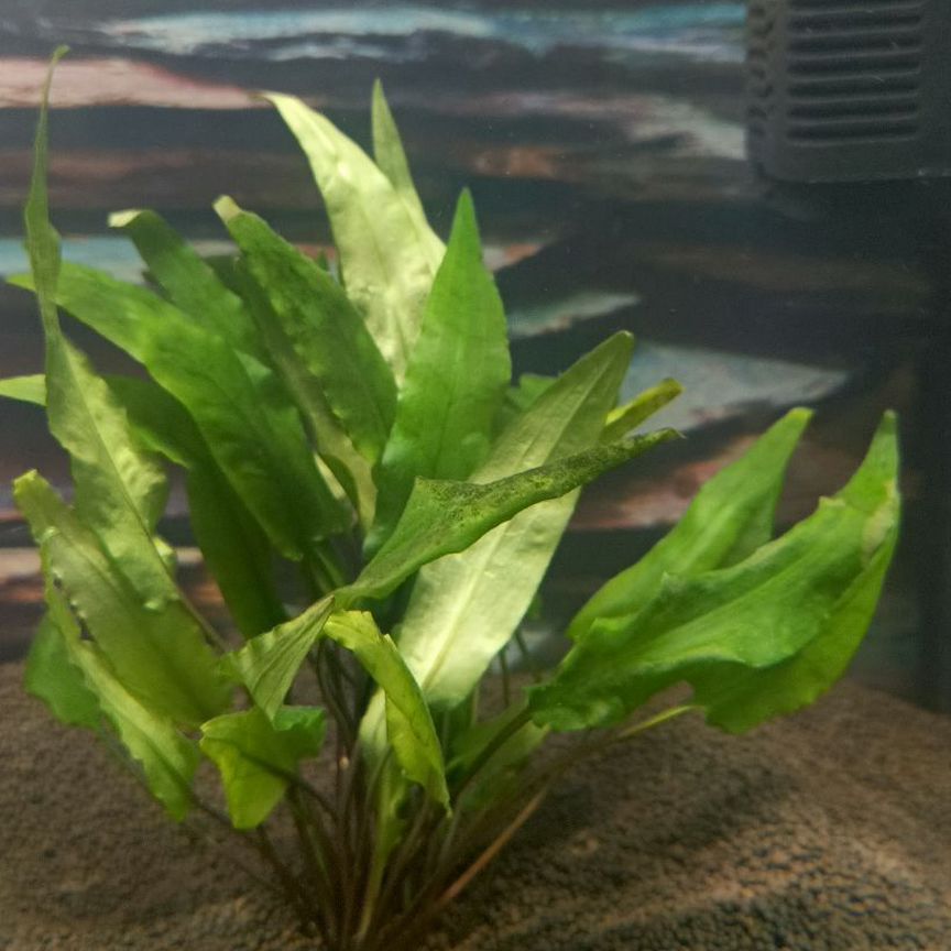 Аквариумные растения прополка