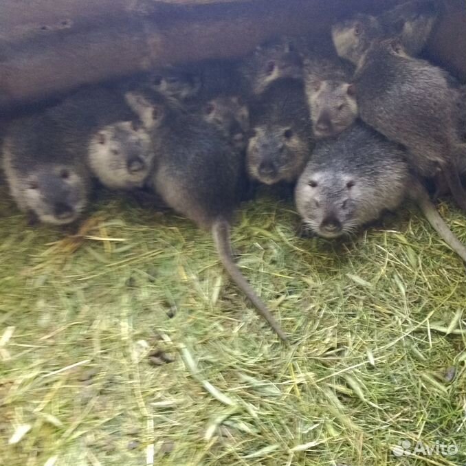 Продаются нутри