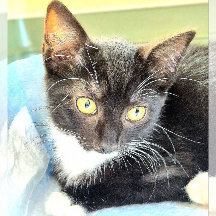 Маленькая принцесса