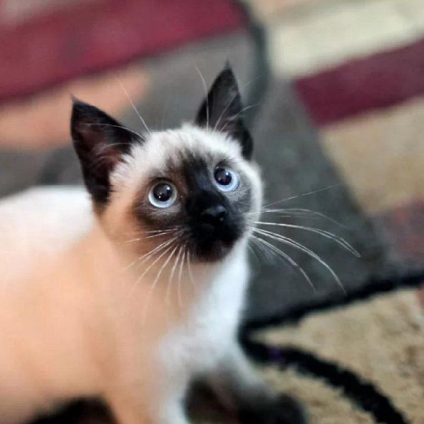 Сиамский котёнок