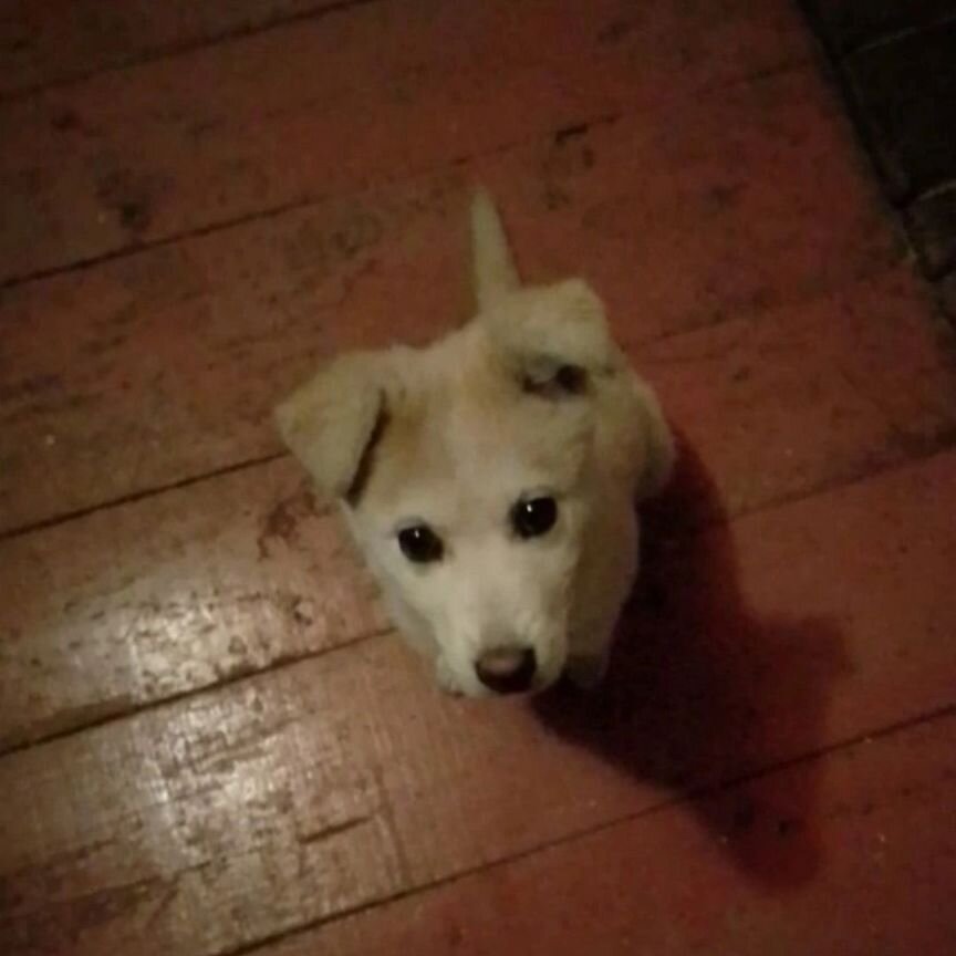 Кутята в добрые руки