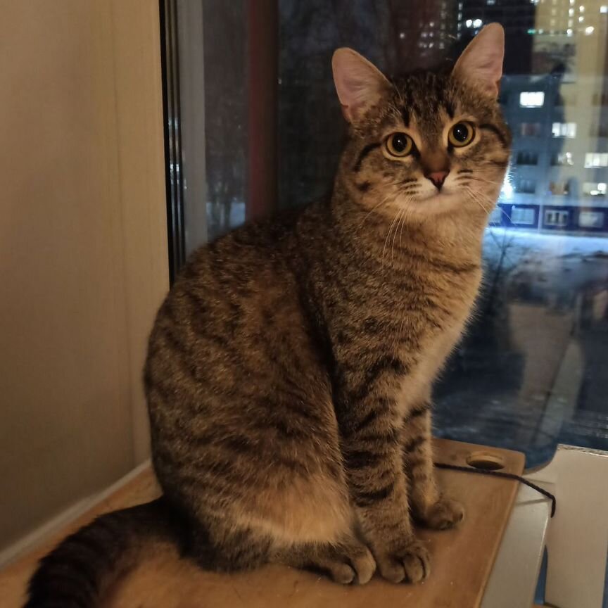 Котик ищет хозяина