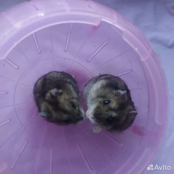 Джунгарские хомячки с клеткой бесплатно