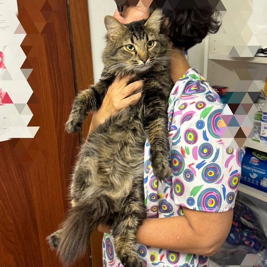 Кот в добрые руки