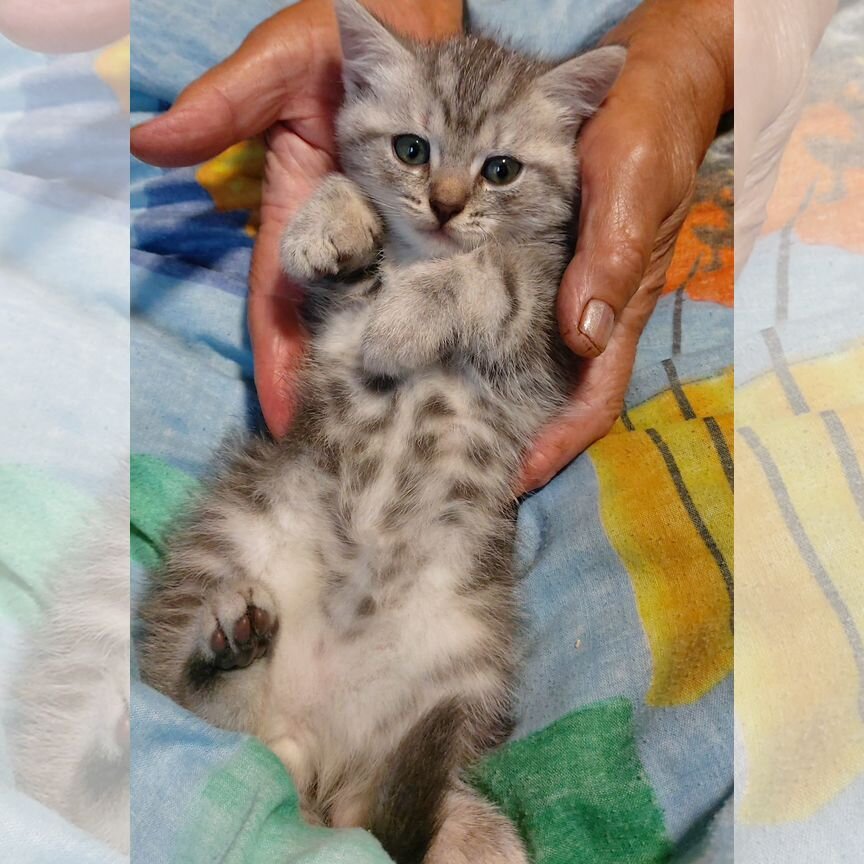 Котик бесплатно