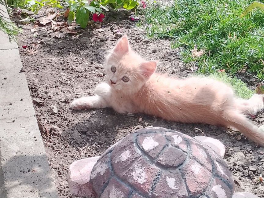 Пушистый рыжик. В добрые руки