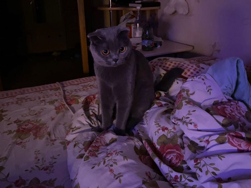 Кошка в добрые руки