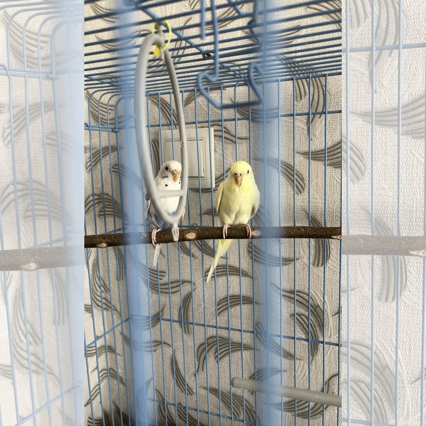 Волнистый попугай