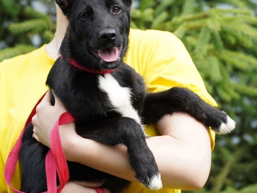 Симба в поисках дома