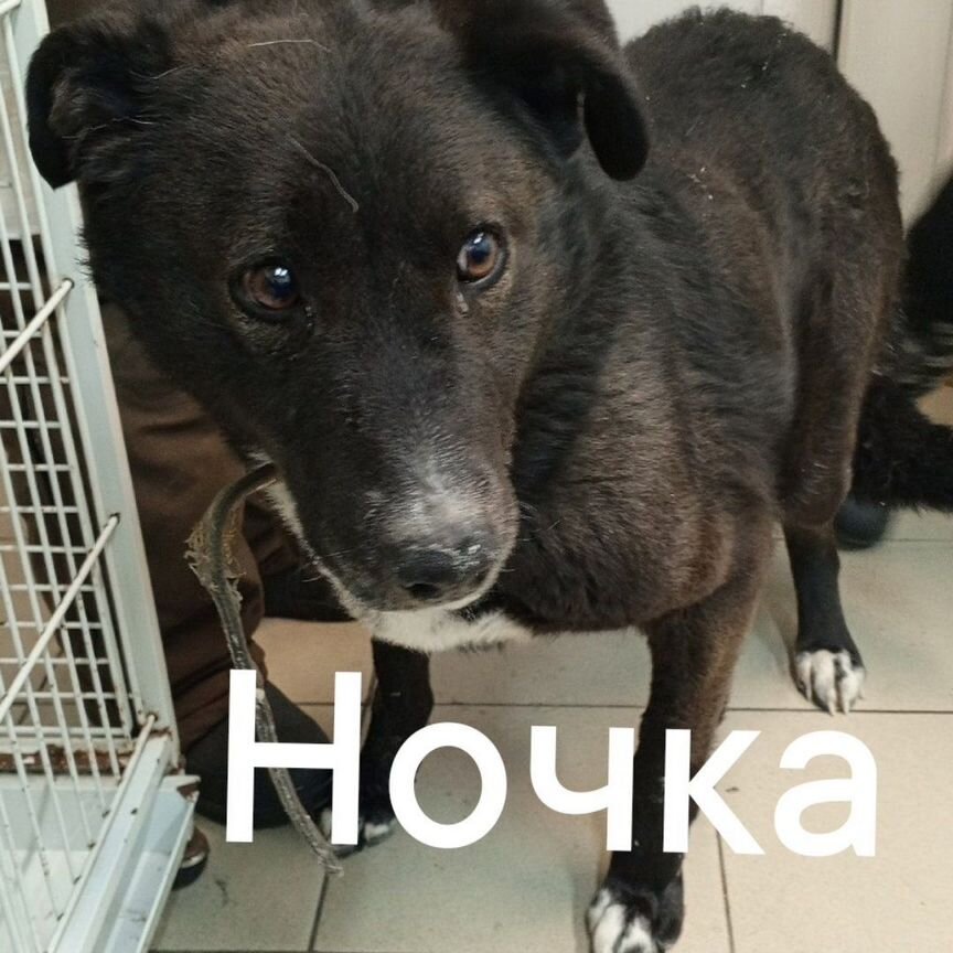 Ночка - преданная собака ищет дом