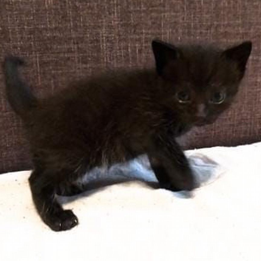 Котята