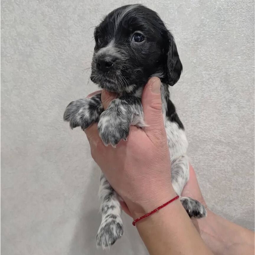 Русский охотничий спаниель, щенок