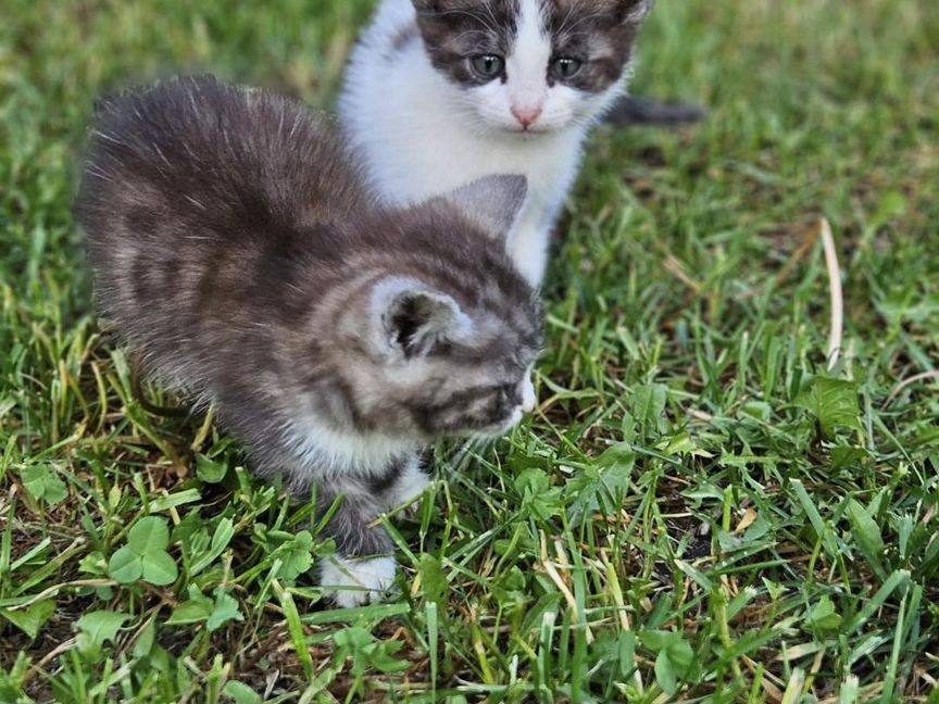 Котята полупородистые