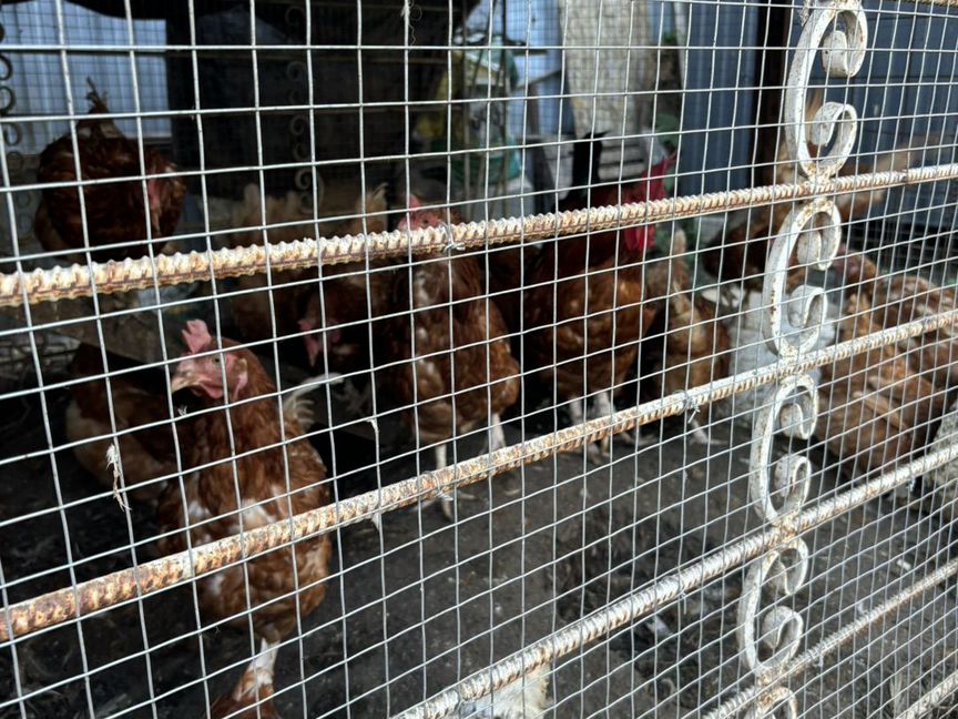 Куры несушки