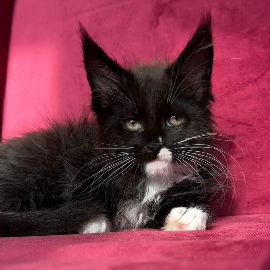 Котик Мейнкун