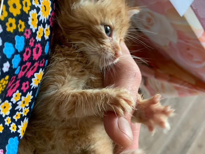 Котенок 1.5 месяца рыженькая девочка -редкость