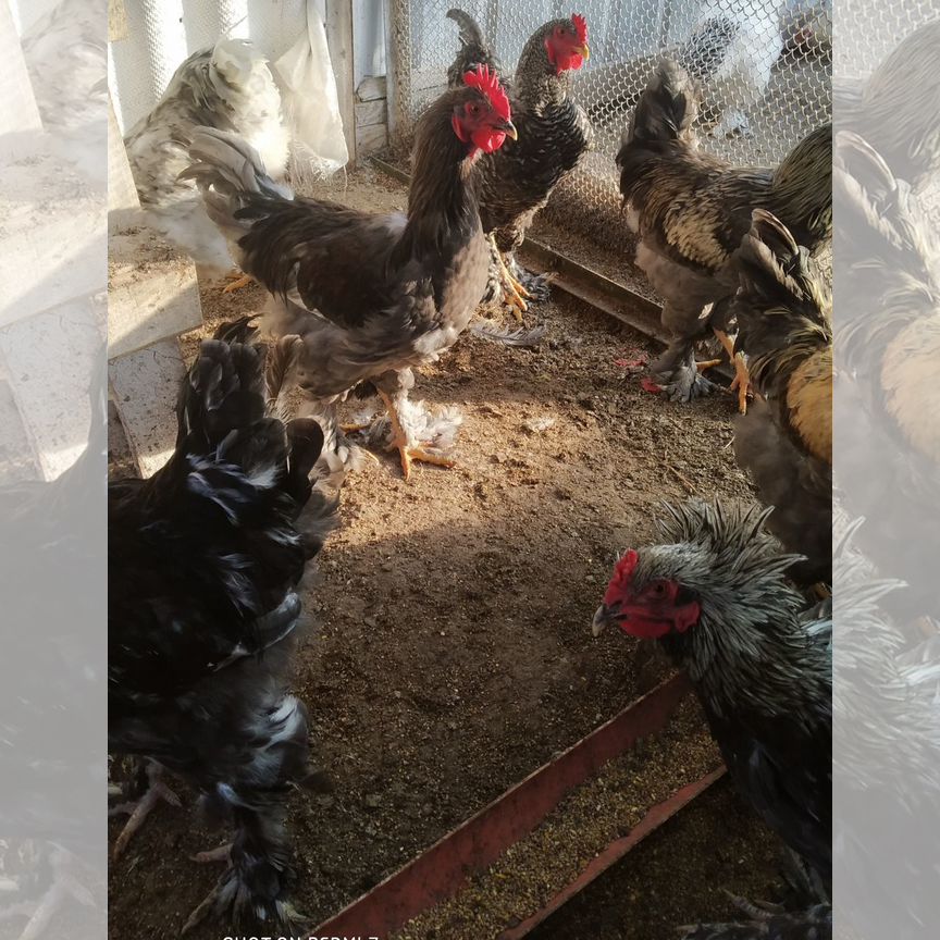 Молодые петухи помесь брама с Кохинхина