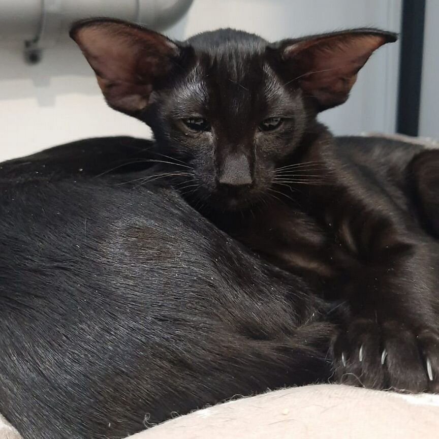 Котята ориенталы