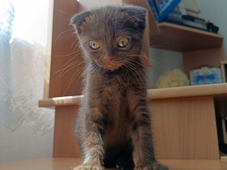 Вислоухий котенок бесплатно