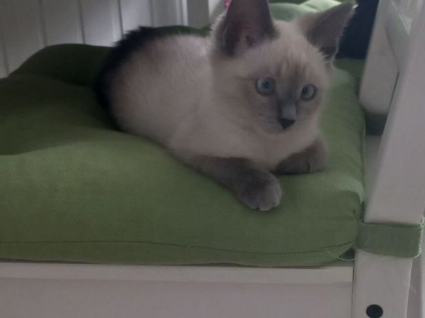 Кошечка