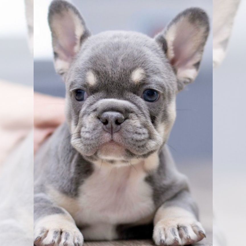 Французский бульдог, щенок