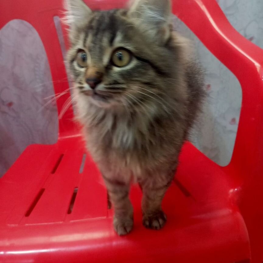 Котята в добрые руки бесплатно