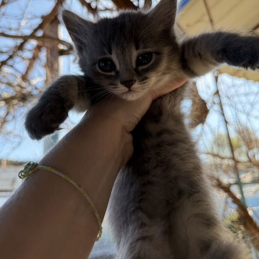 Котята в добрые руки бесплатно
