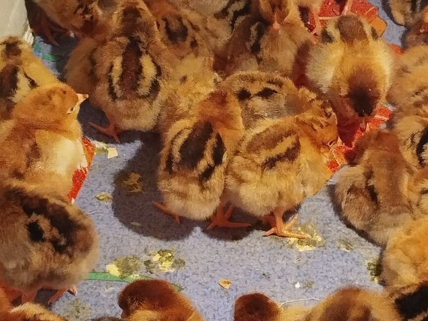 Цыплята кучинские юбилейные