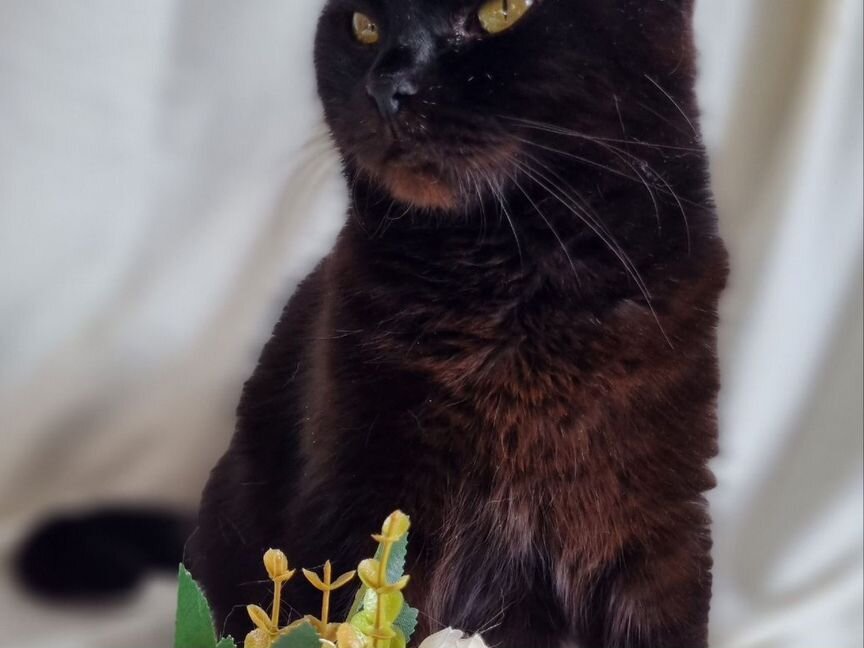 Черная британская кошка осталась одна в квартире